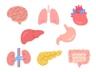 Free illustration set of various organ icons | Illustcenter