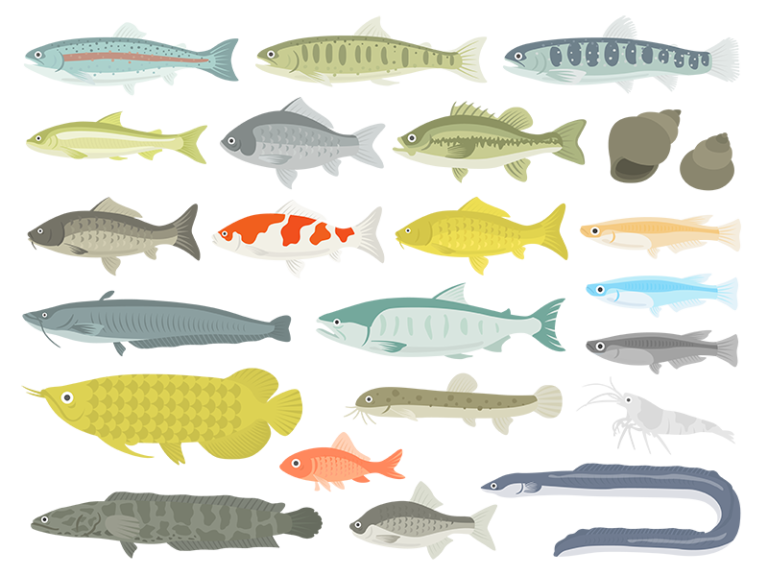 Carp アーカイブ | illustcenter