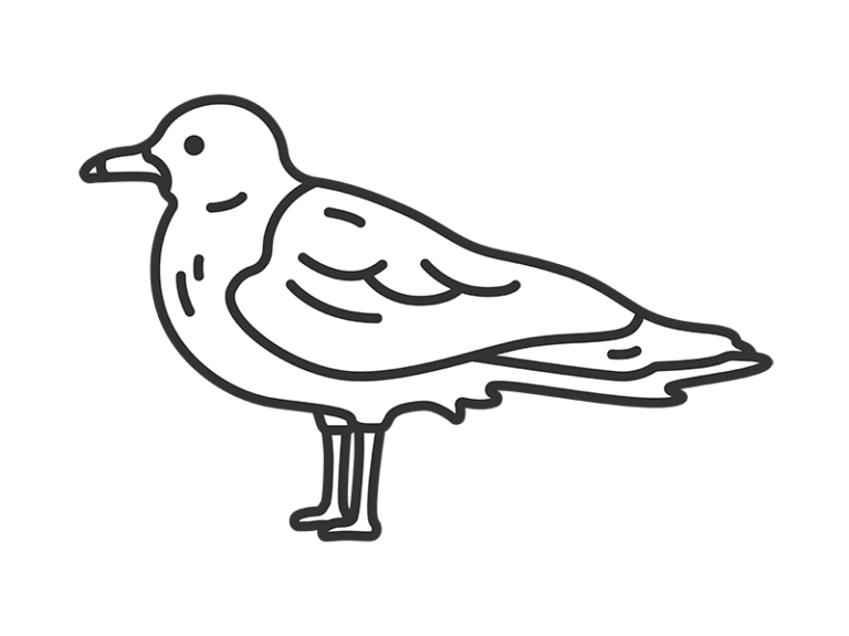 Free illustration of seagull (line drawing) | illustcenter