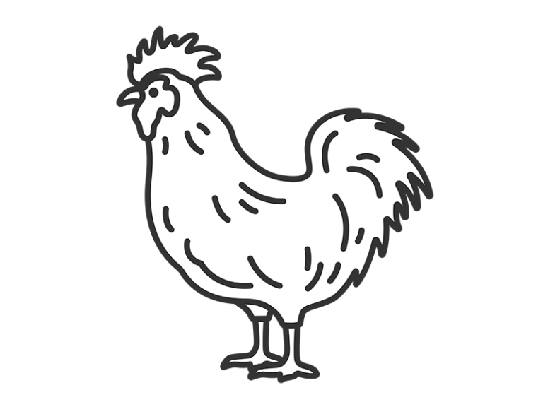 Free illustration of chicken (line drawing) / illustcenter